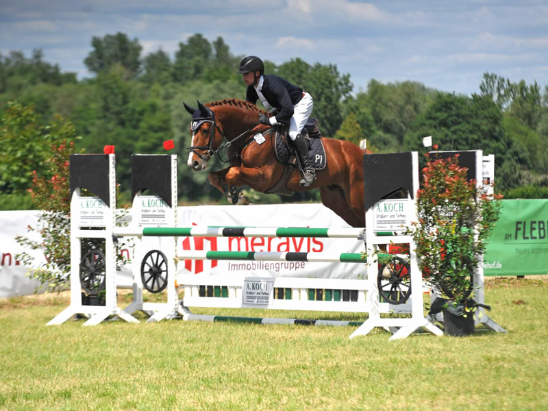Springpferde direkt vom Züchter kaufen