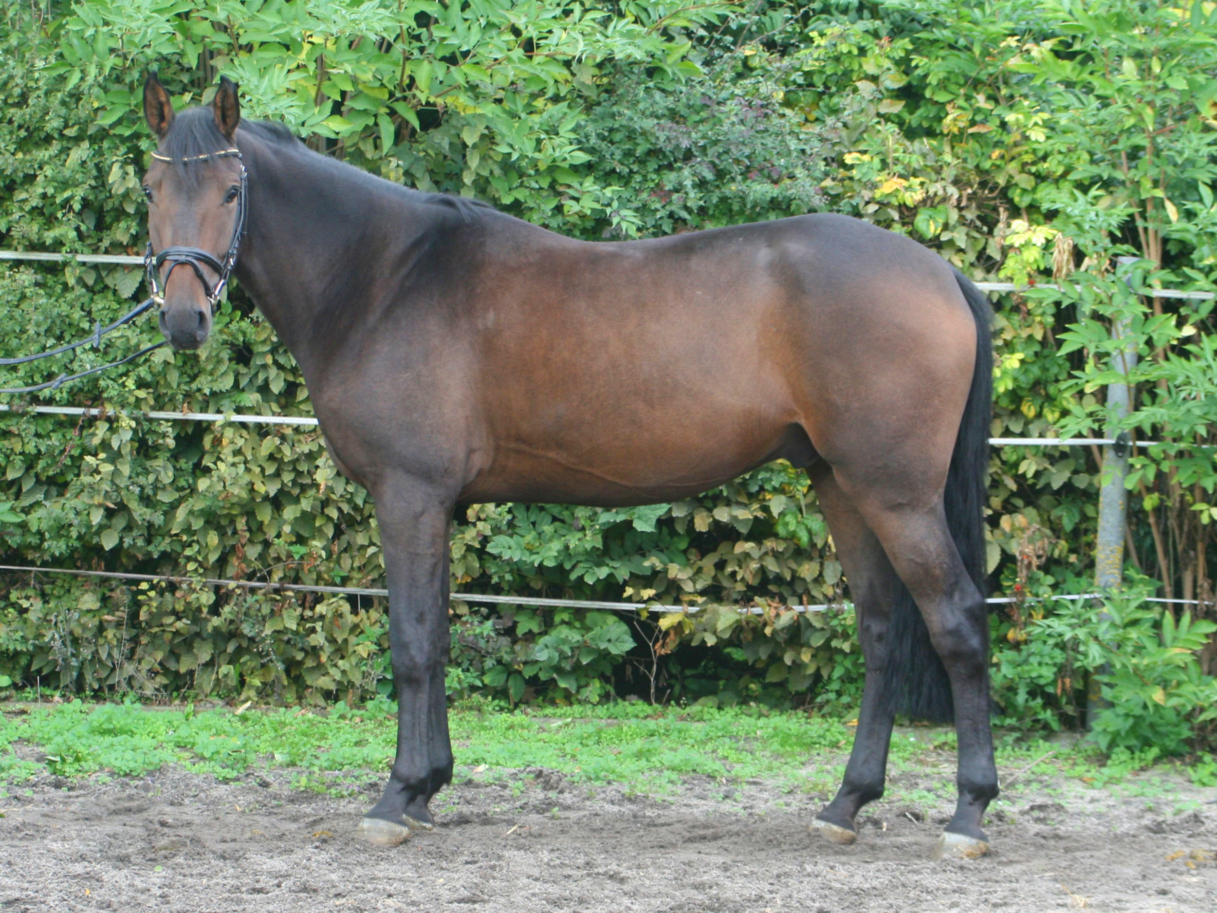 Sox Eleven PJ *2018 v. Stakkato Gold - Quidam de Revel