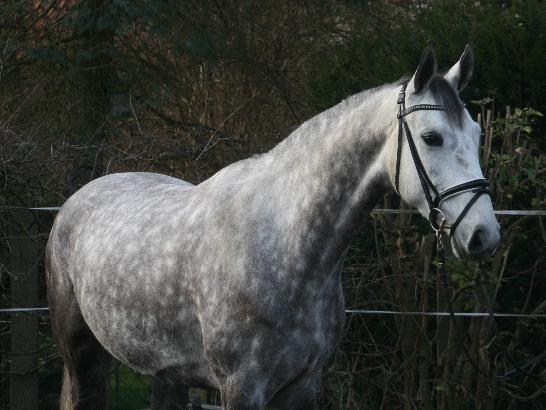Springpferde direkt vom Züchter kaufen