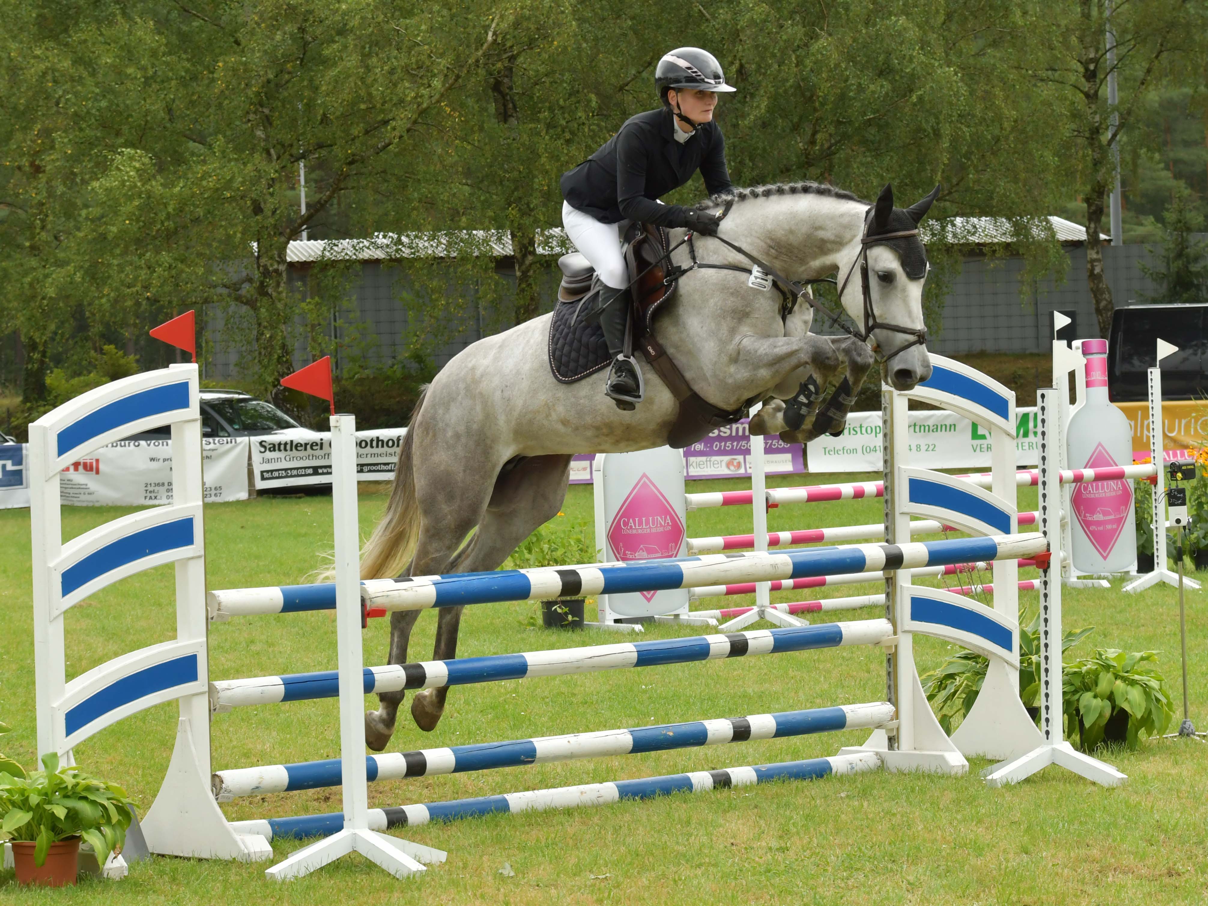 Springpferde direkt vom Züchter kaufen