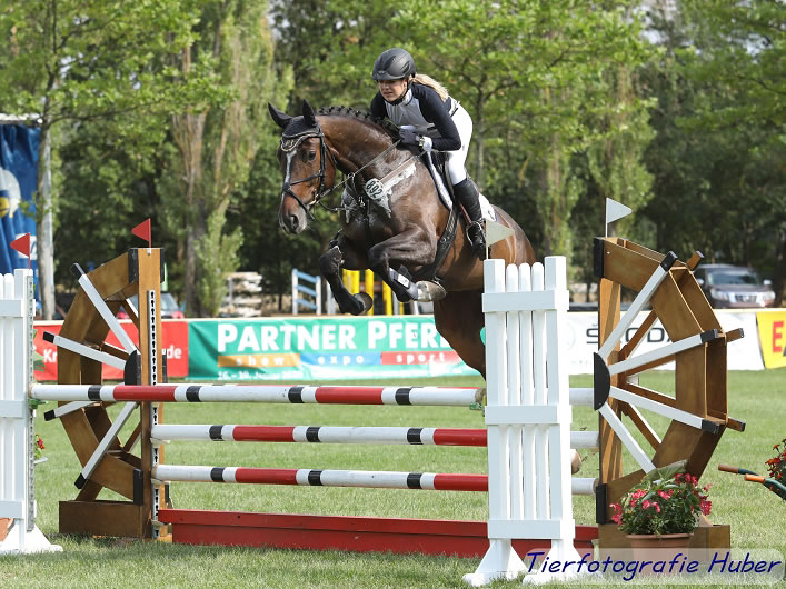 Springpferde direkt vom Züchter kaufen