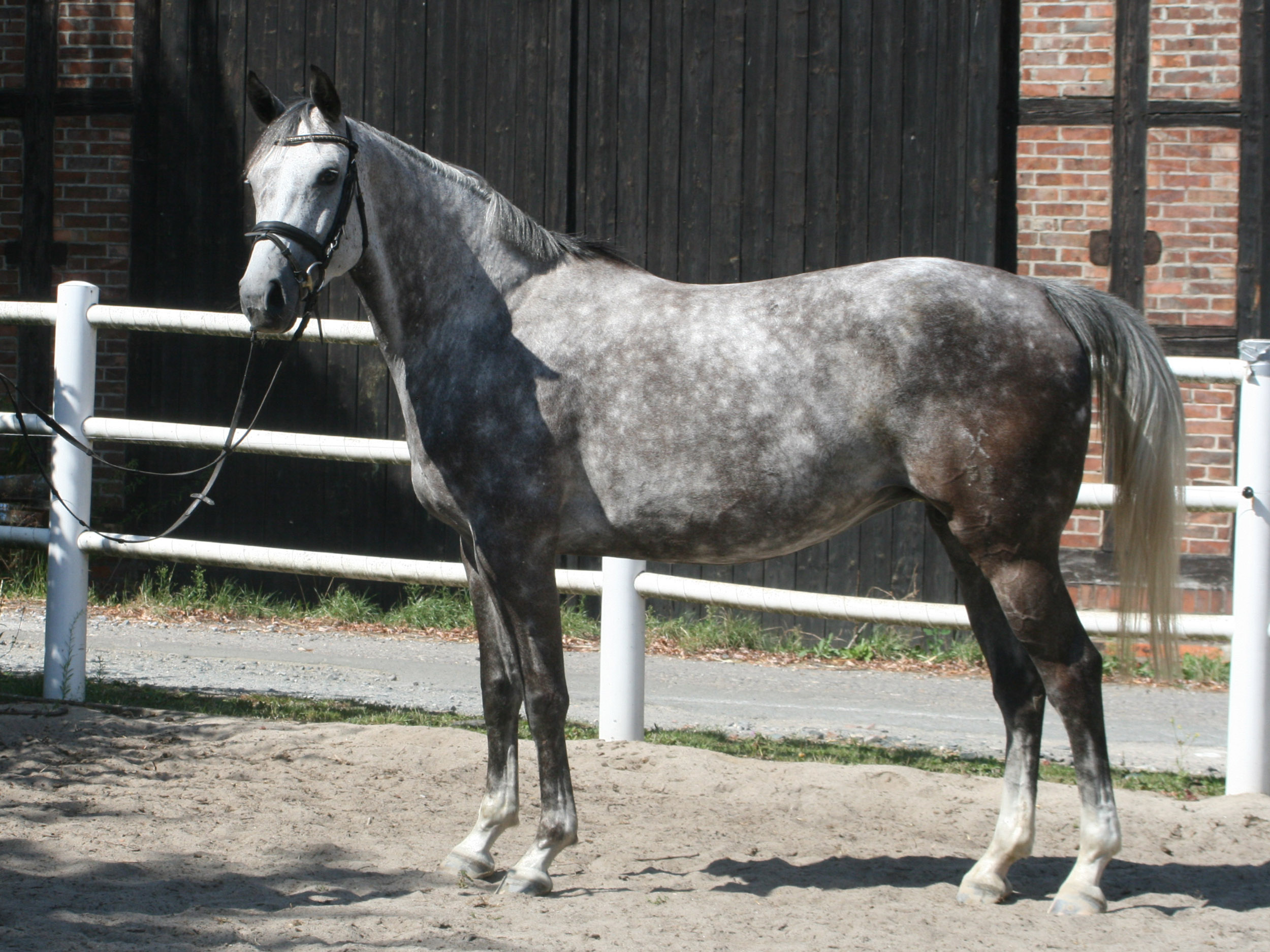 Creamy PJ *2016 v. Colman - Stakkato: tragend v. I'm Special de Muze