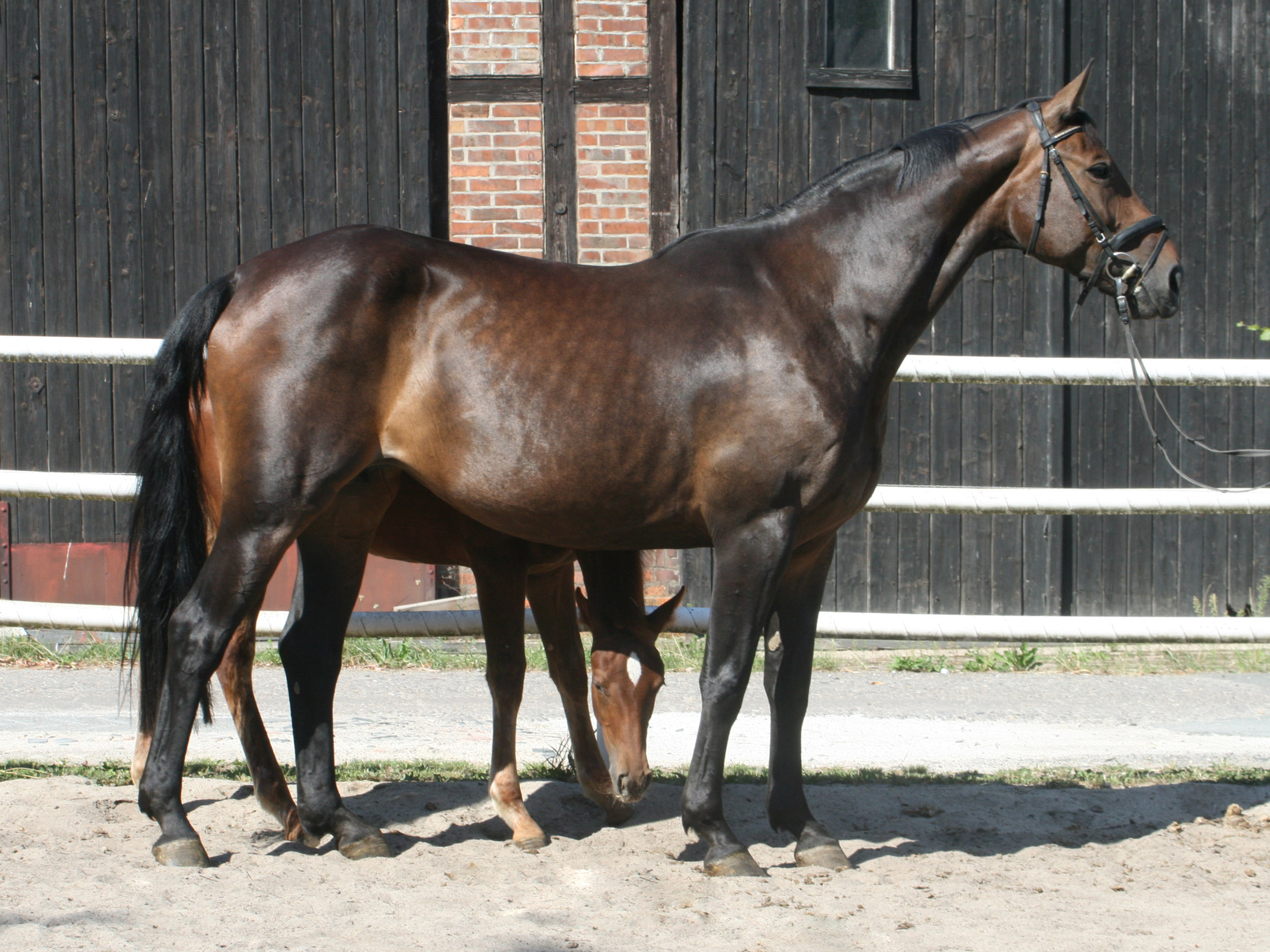Enie PJ *2014 v. Embassy I - Acord II: tragend v. Jasper
